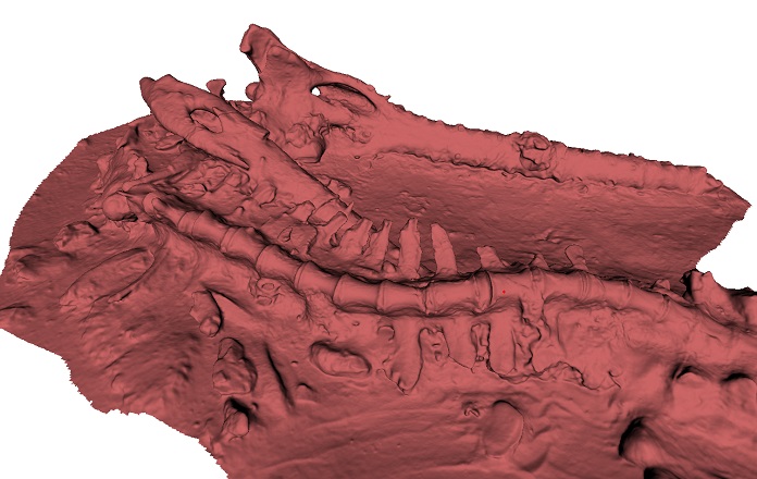 What is it like to 3D scan fossils in a hot African | Artec 3D Scanners ...