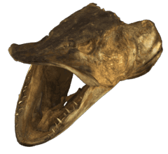 Pike fish head | Free 3D model | Professional 3D scanning solutions