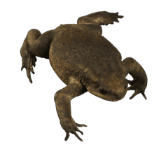 Large female cane toad | Free 3D model | Professional 3D scanning solutions
