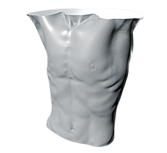 Torso | Free 3D model | Professional 3D scanning solutions