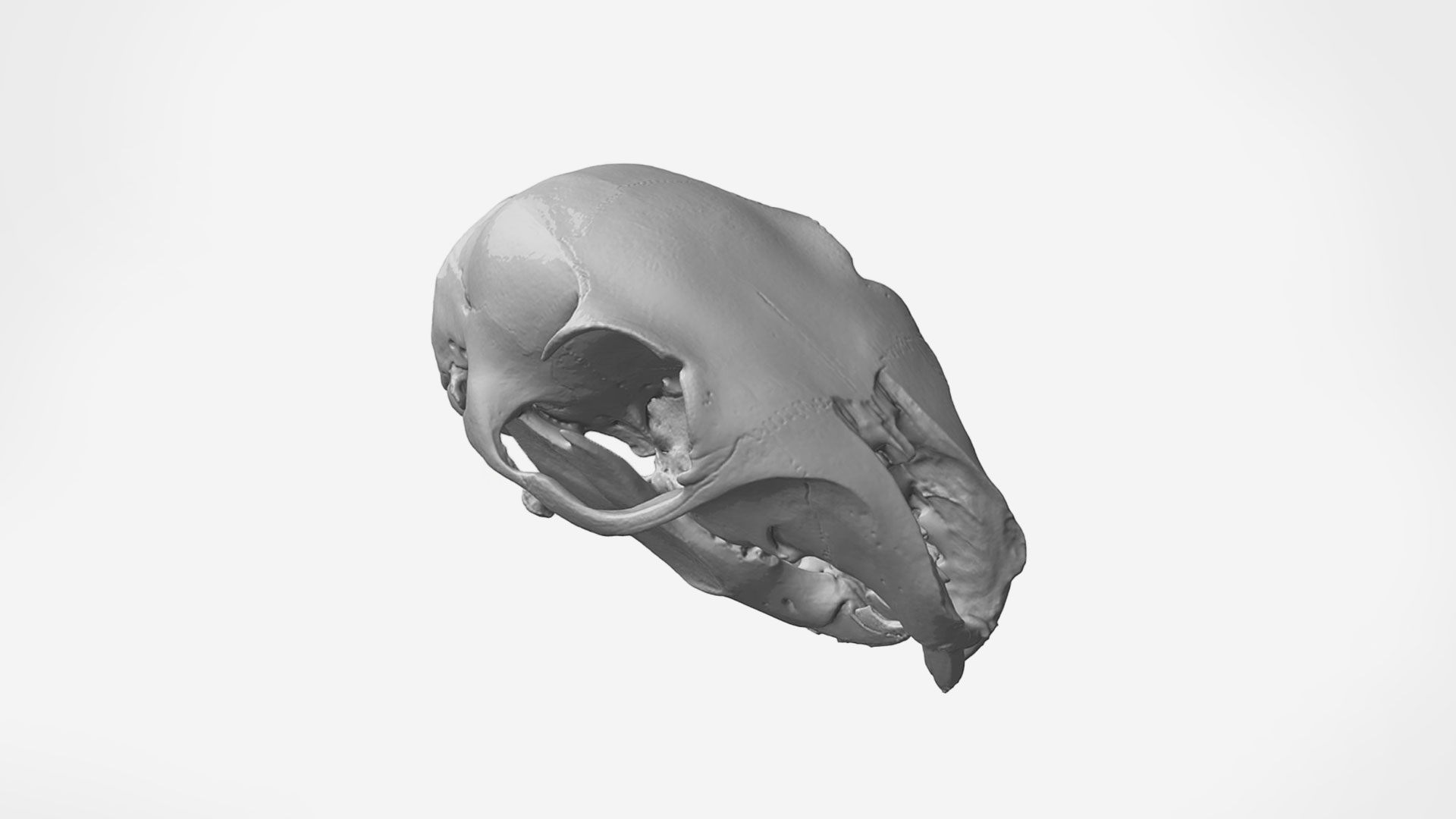 Artec Micro captures a squirrel skull in submillimeter 3D color in ...