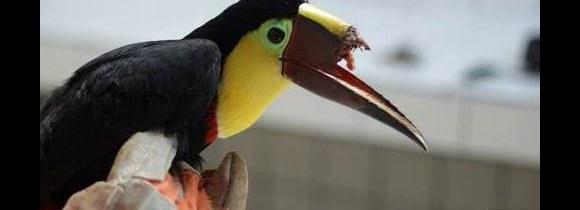 Injured toucan is one step closer to getting a new 3D printed | Artec ...