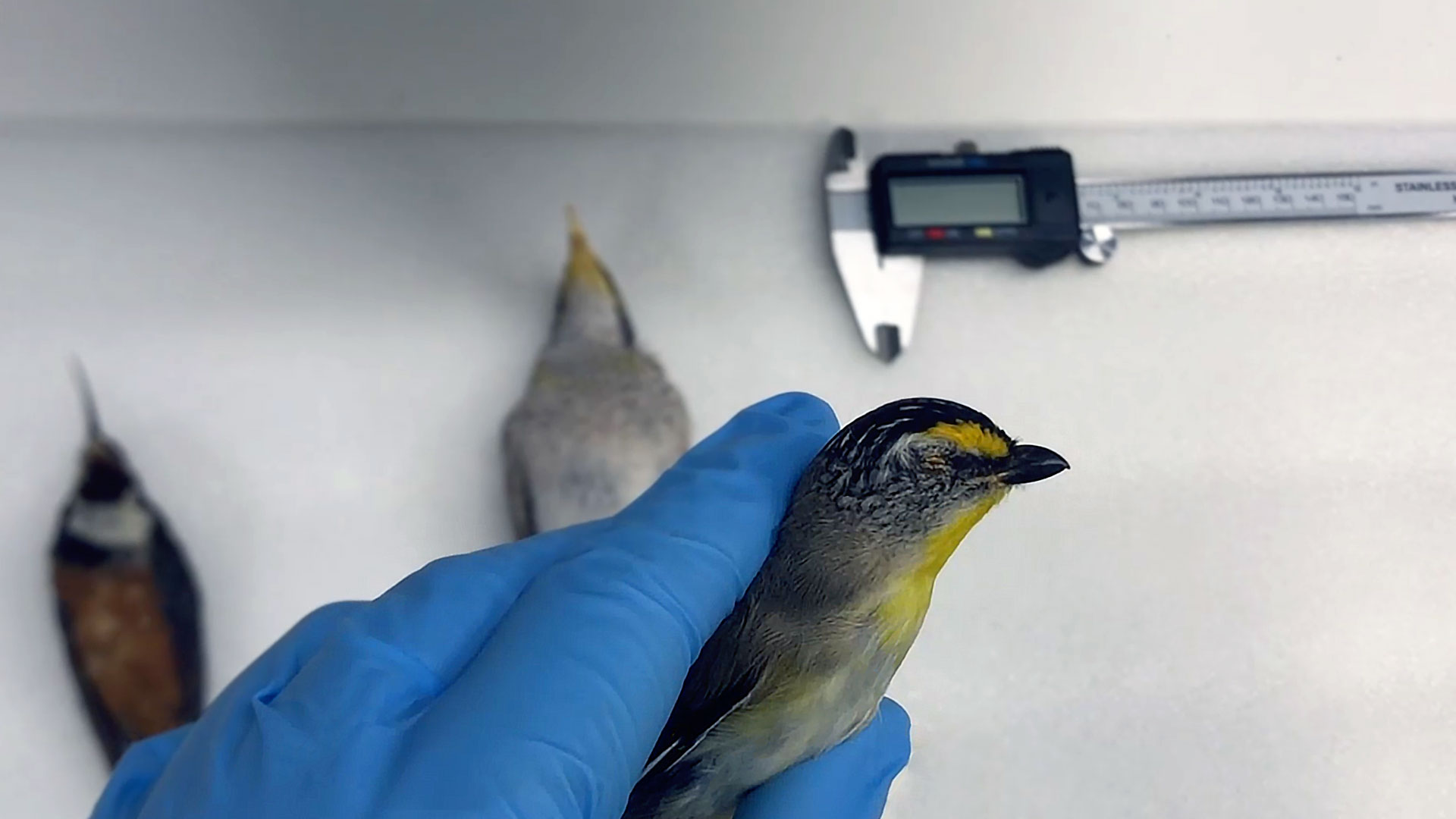 How Artec Space Spider helps measure the shape-shifting of birds in ...