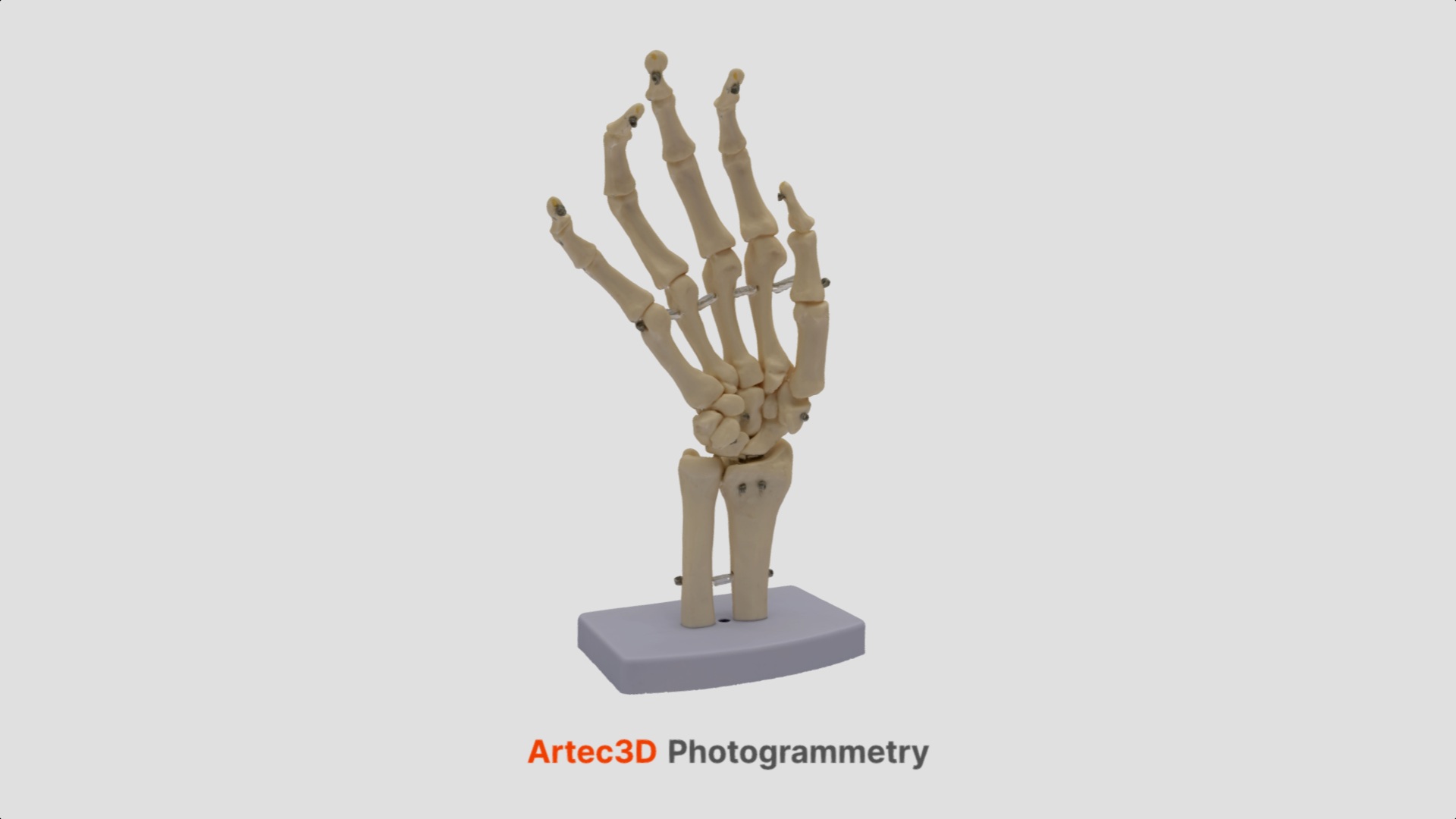 Skeleton forearm | Free 3D model | Professional 3D scanning solutions