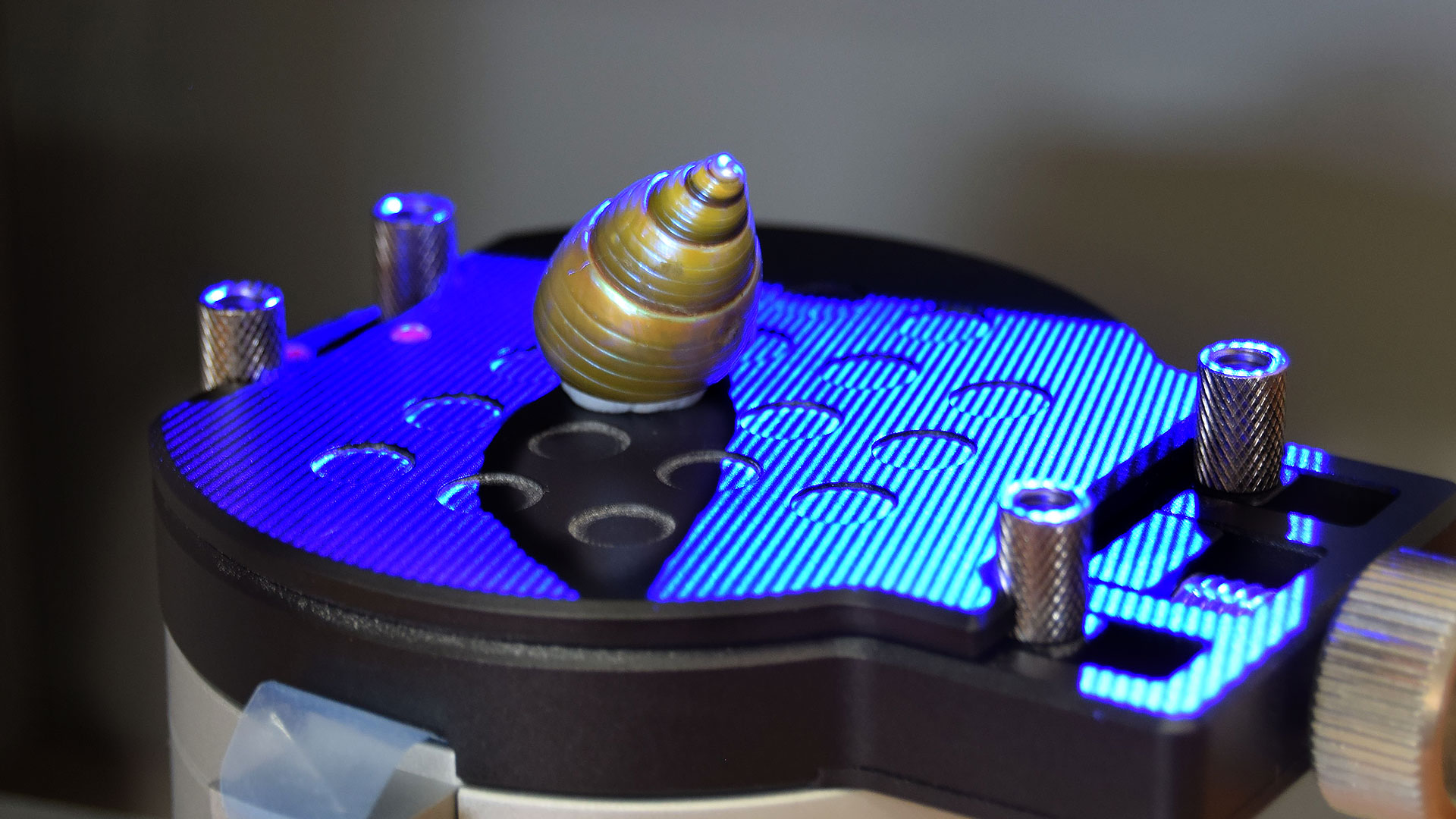 Digitally preserving priceless Tasmanian seashells with Artec Micro ...